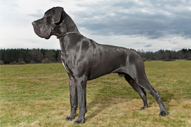 The Most Impressive Big Black Dog Breeds - Dog Training Geek